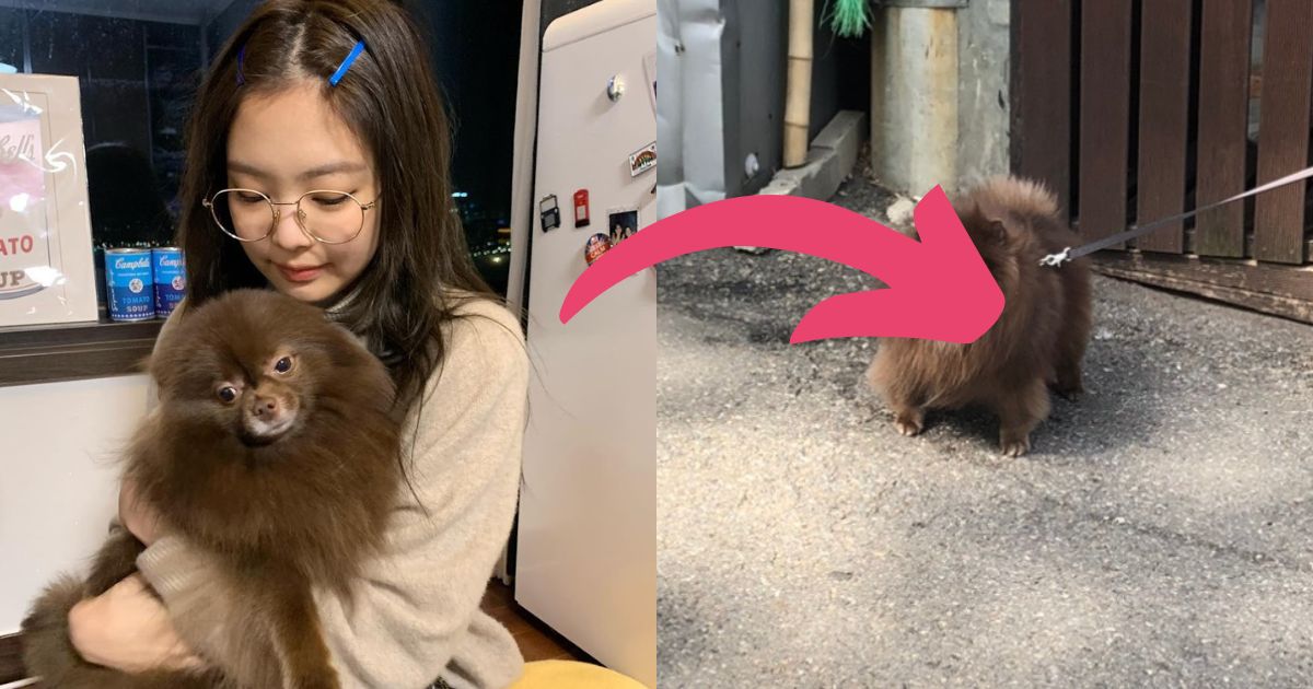 A Netizen Spots BLACKPINK Jennie's Dog, Kuma, Out On A Walk Near Jennie ...