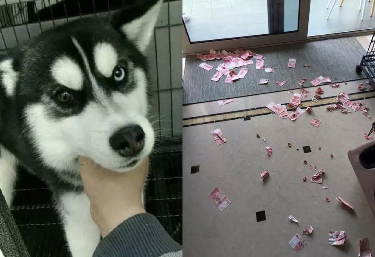 Dog Betrays Owner By Digging Up Cash Savings He Was Hiding From His ...