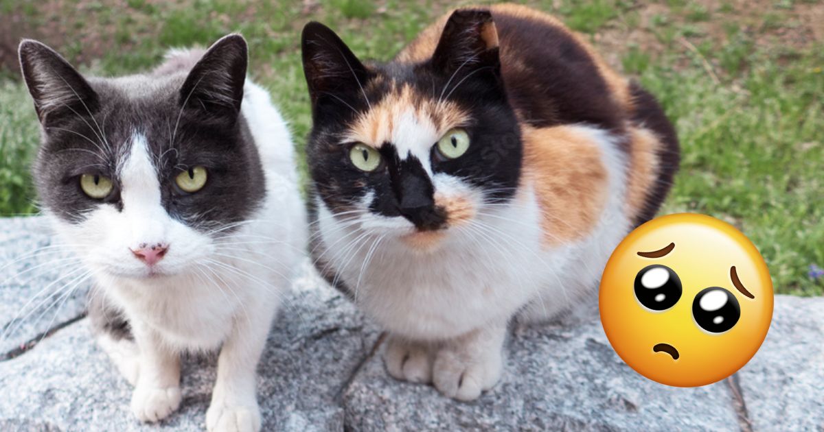 Mysterious Mass Death Of Over 30 Cats Sparks Police Investigation In ...