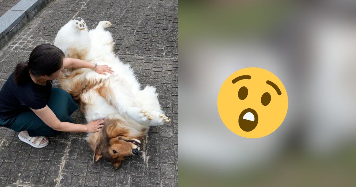 Man Who Spent Thousands To Become A Dog Makes An Expensive Life Change ...