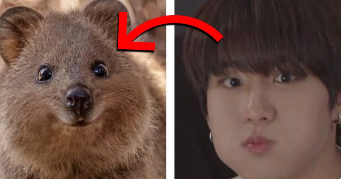 14 K-Pop Idols Who Look Super Similar To Their Animal Representative ...