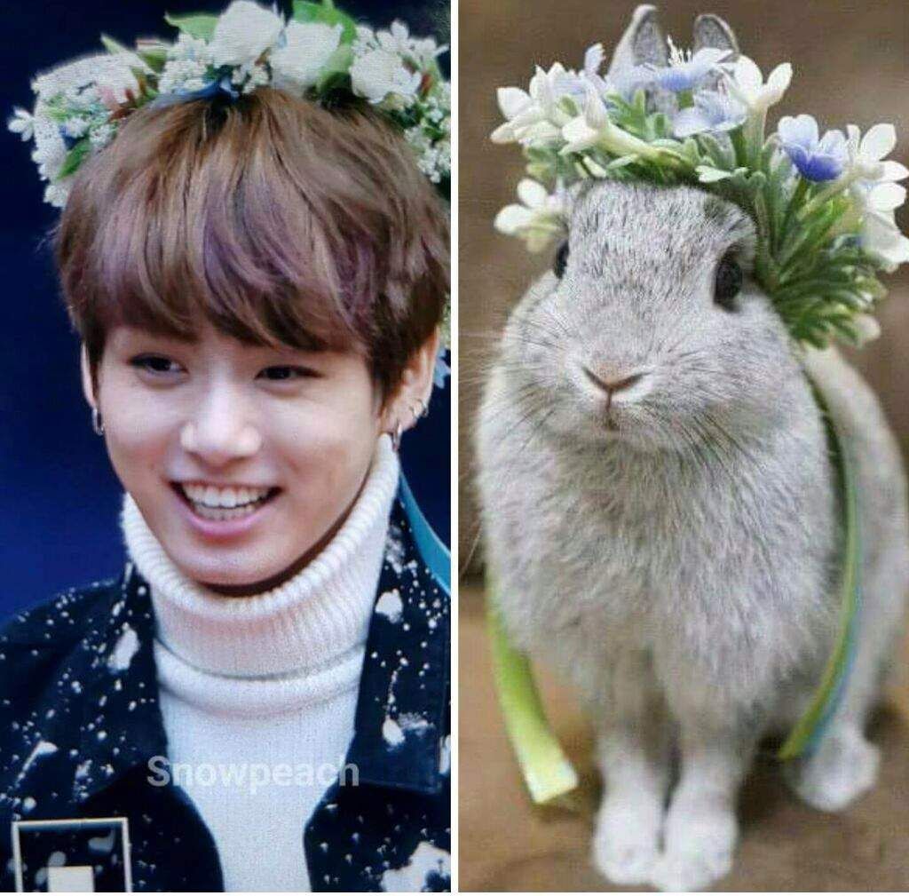 Here Are 30+ K-Pop Idols And The Animals They're Often Compared To ...