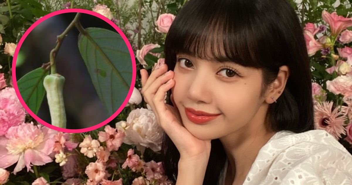 BLACKPINK's Lisa Shocks Fans With Her Unexpected Global Influence — All ...
