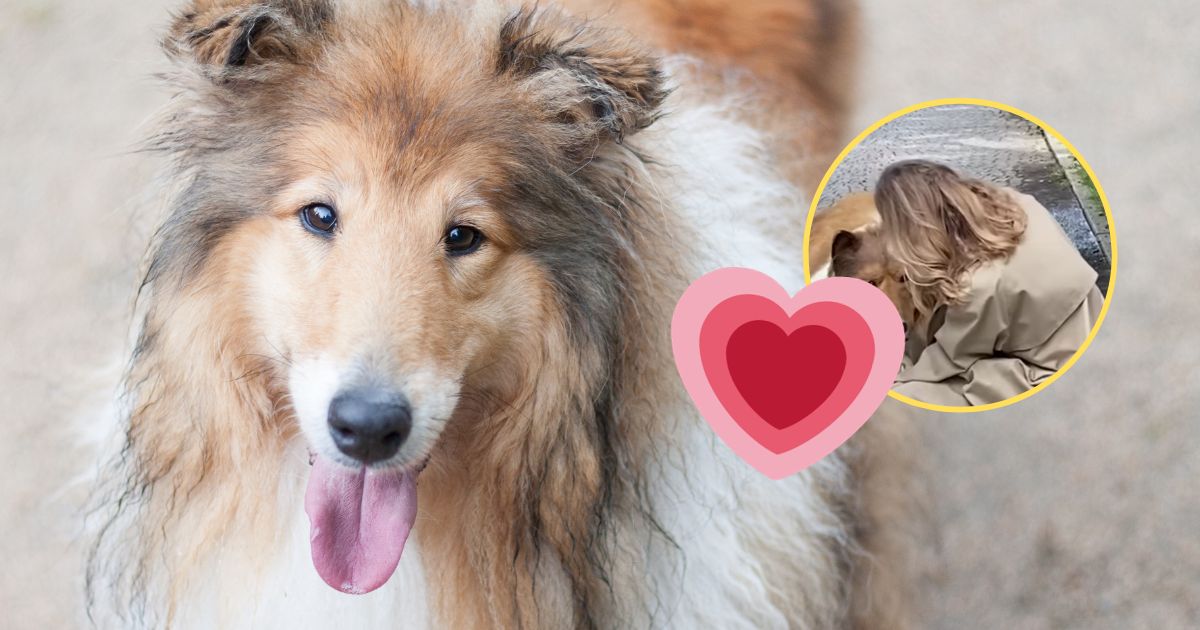 The Japanese Man Who Spent Over $15,000 To Become A Dog Is Looking For ...