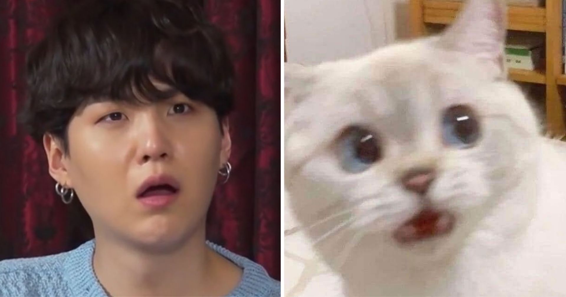 BTS's Suga Loves Cats As Much As You Think He Does, But There's ...