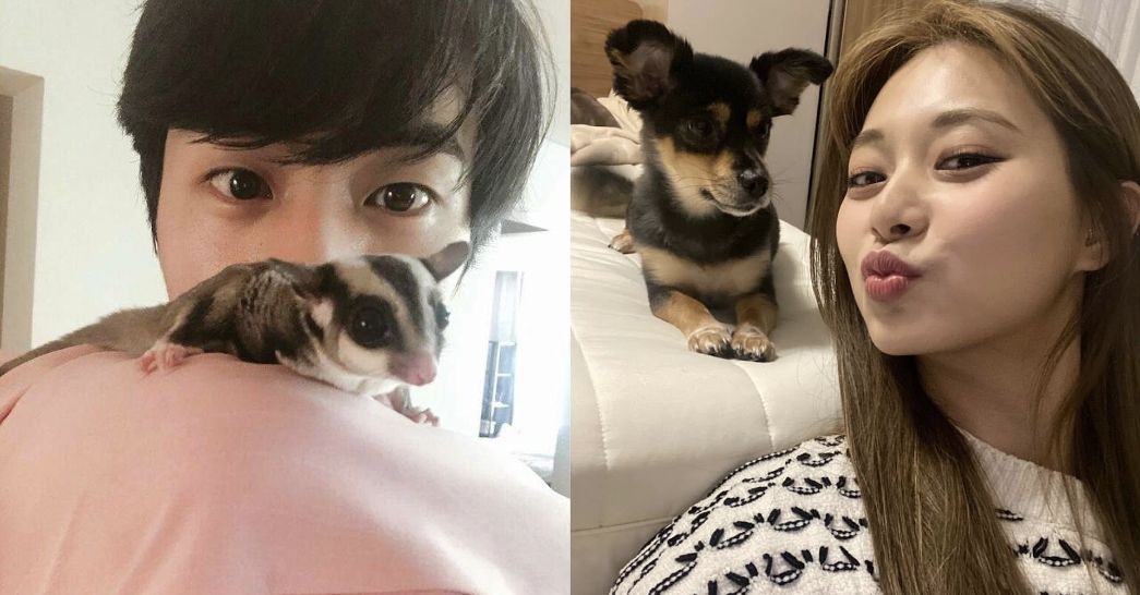 4 Idols Interacting With Animals That Went Viral For Being Adorable - Koreaboo