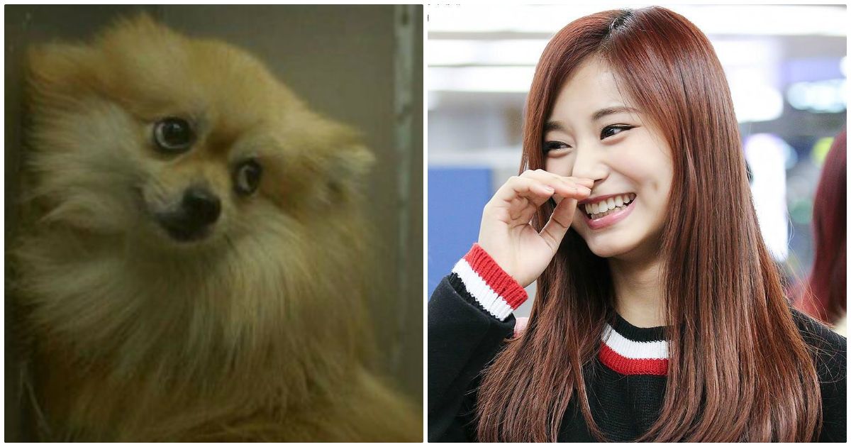 TWICE Tzuyu's Foster Puppy Recently Caused Her Some "Trouble", But She ...