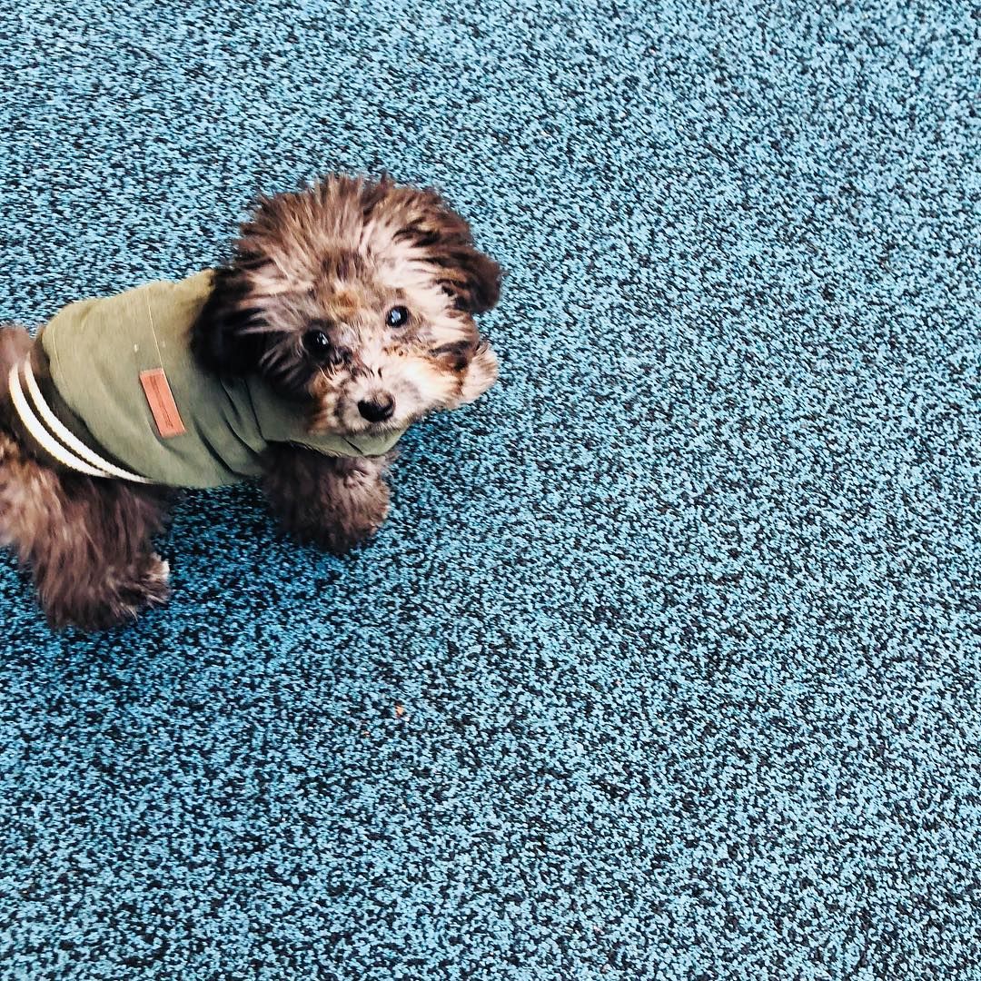 16 Pictures Of Taeyeon's ADORABLE Puppy Zero - Koreaboo