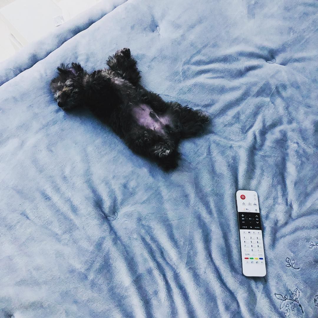 16 Pictures Of Taeyeon's ADORABLE Puppy Zero - Koreaboo