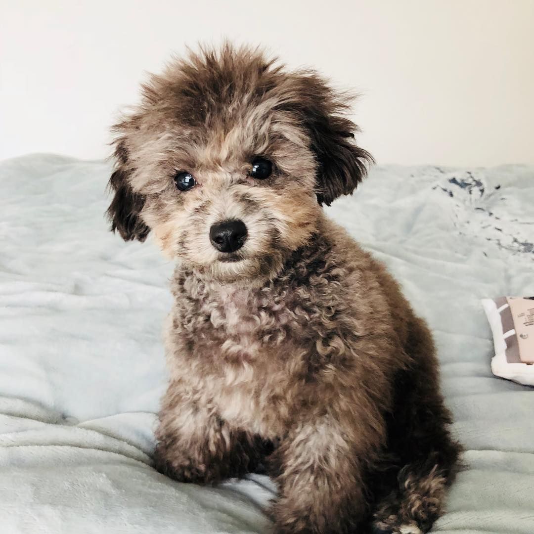 16 Pictures Of Taeyeon's ADORABLE Puppy Zero - Koreaboo