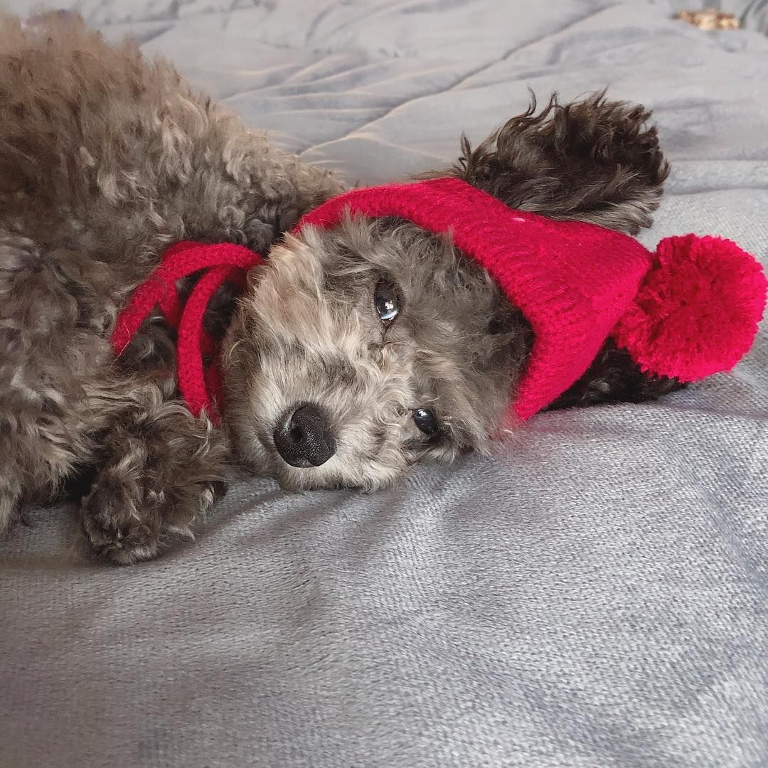 16 Pictures Of Taeyeon's ADORABLE Puppy Zero - Koreaboo