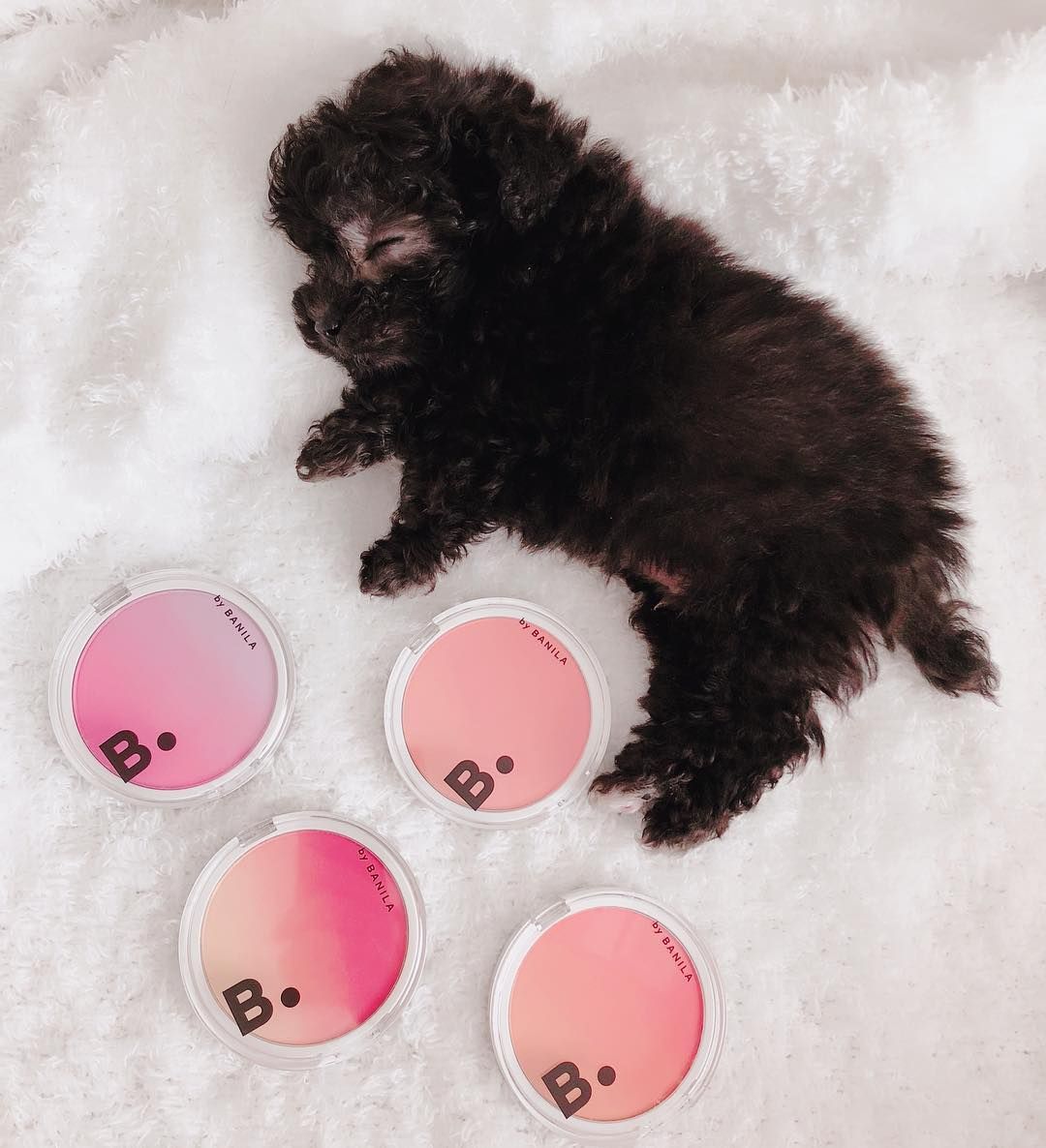 16 Pictures Of Taeyeon's ADORABLE Puppy Zero - Koreaboo