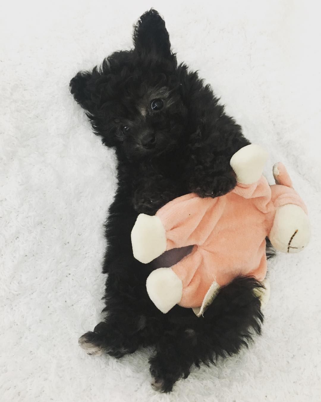 16 Pictures Of Taeyeon's ADORABLE Puppy Zero - Koreaboo