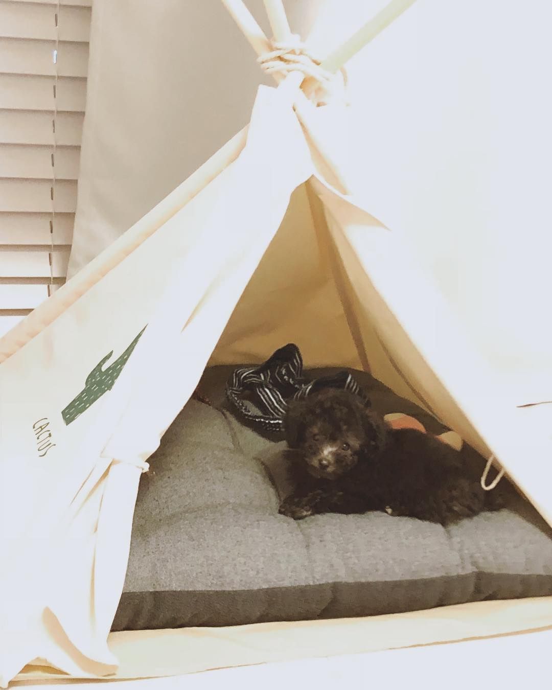 16 Pictures Of Taeyeon's ADORABLE Puppy Zero - Koreaboo