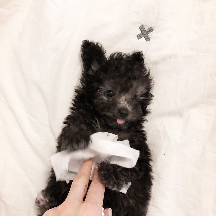 16 Pictures Of Taeyeon's ADORABLE Puppy Zero - Koreaboo
