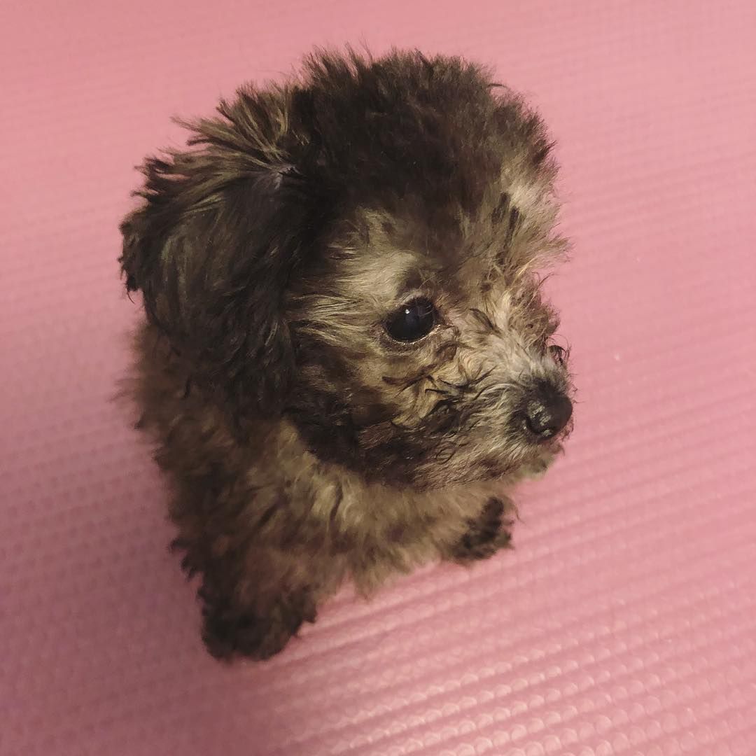 16 Pictures Of Taeyeon's ADORABLE Puppy Zero - Koreaboo