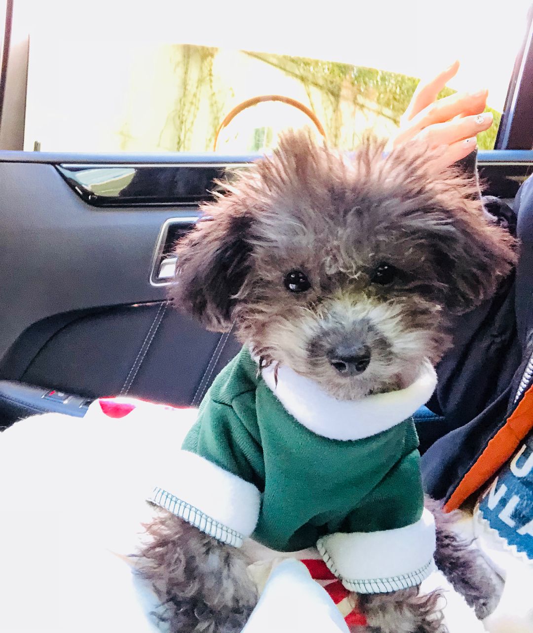 16 Pictures Of Taeyeon's ADORABLE Puppy Zero - Koreaboo