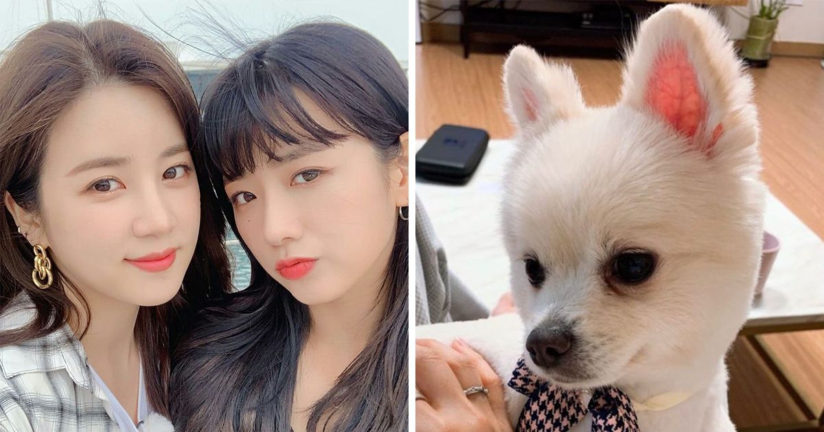 Apink's Bomi & Chorong Deemed "Angels" After Finding New Home For ...