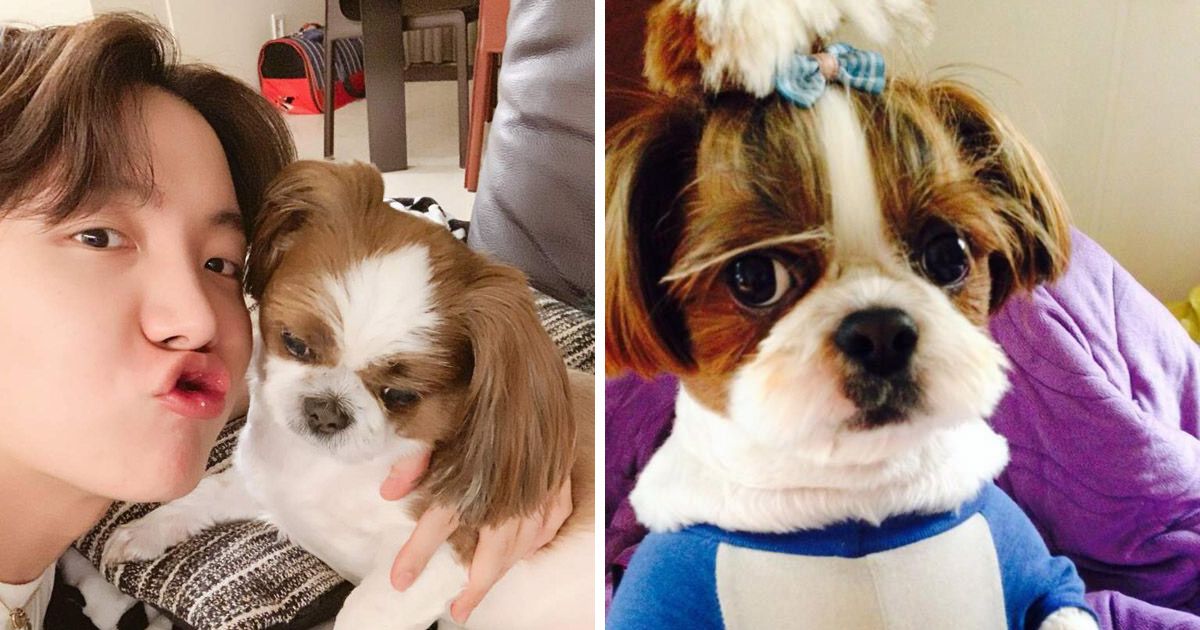 J-Hope's Dog, Mickey, Made A Movie Cameo...Sort Of