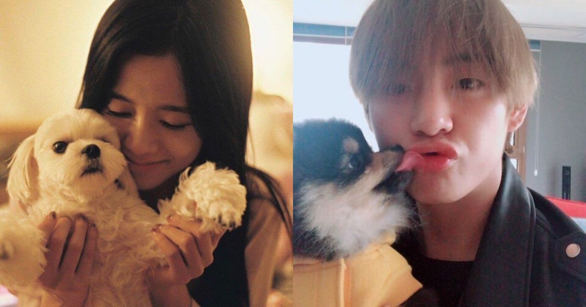 10+ Adorable Idol Dogs We Have All Fallen In Love With
