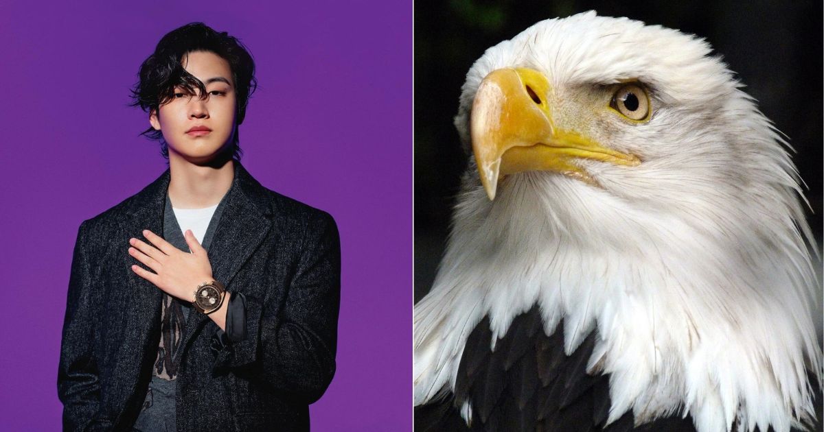 GOT7's Fandom Are Baby Birds, So What Type Of Birds Are GOT7? - Koreaboo