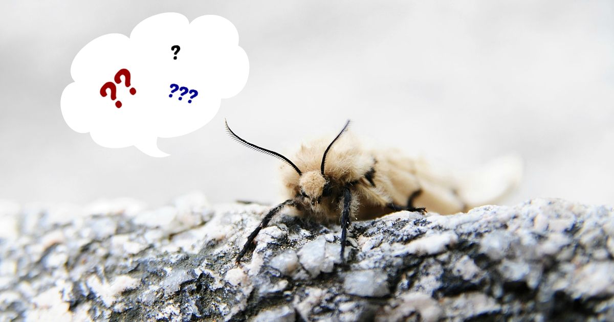 Korean College Campus Gets Attacked By Moths... The Sight Will Fuel ...