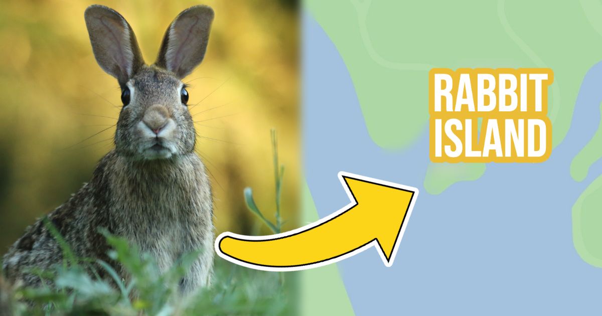 "Rabbit Island" Inside The "Korean Central Park" Faces Massive ...