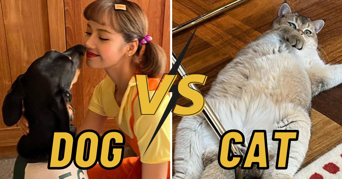 Love The Doberman: What Makes BLACKPINK Lisa's Dog Different From Her ...