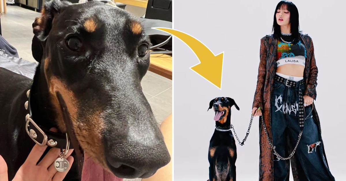 BLACKPINK Lisa's Dog Made A Special Appearance In "Shut Down" Music ...