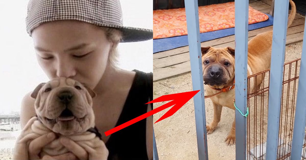New Updates Of G-Dragon's Dogs Show Gaho's New Home And Jolie's ...