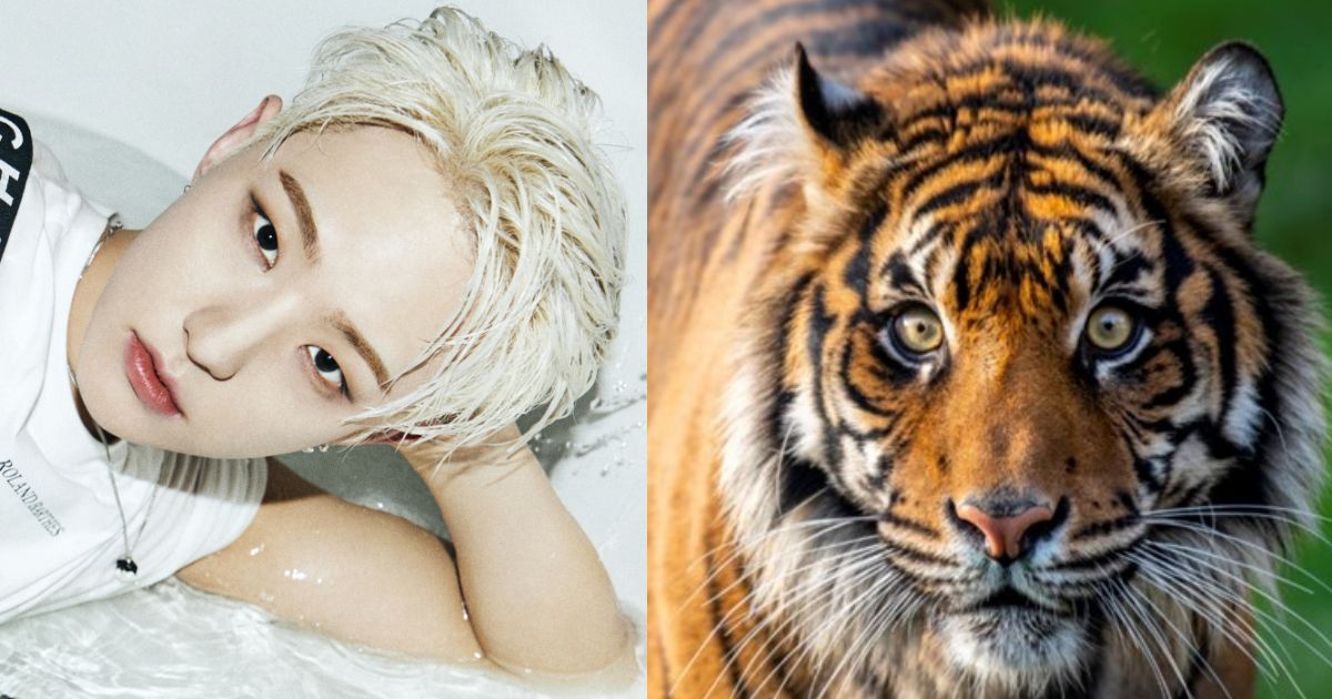 SEVENTEEN Fans Make Hoshi's Dream Of Petting A Tiger Come True - Koreaboo