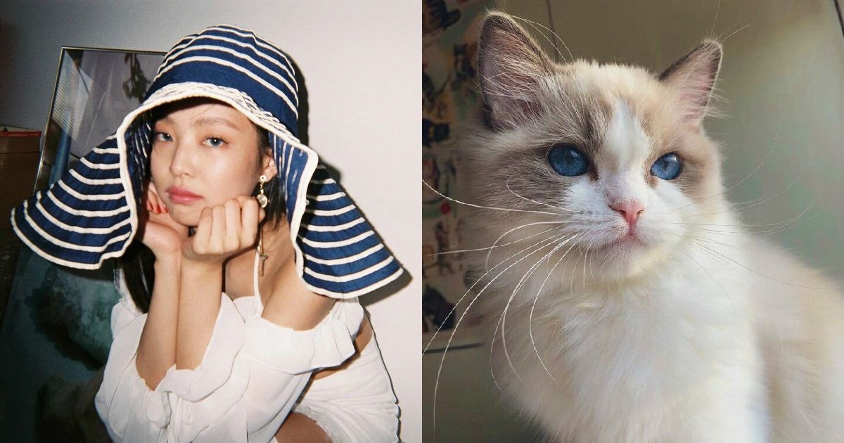 BLINKs Are Having A Blast Comparing BLACKPINK's Jennie & Jennie The Cat ...