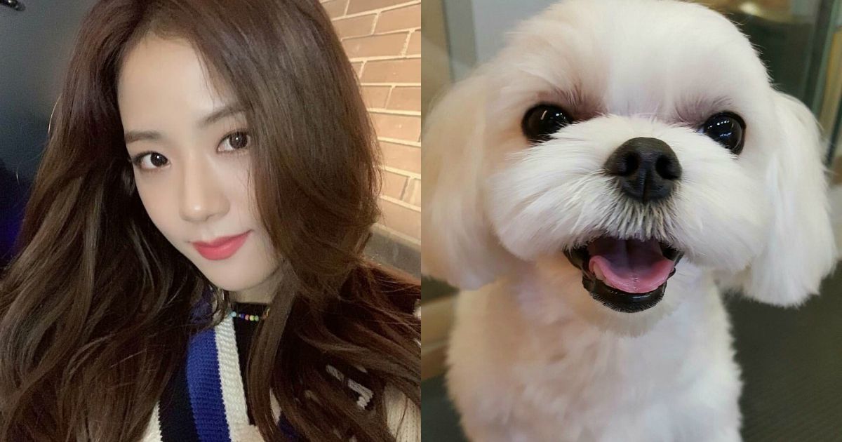 In Case BLINKs Were Wondering, Jisoo Has Updated Everyone On Her Dog ...