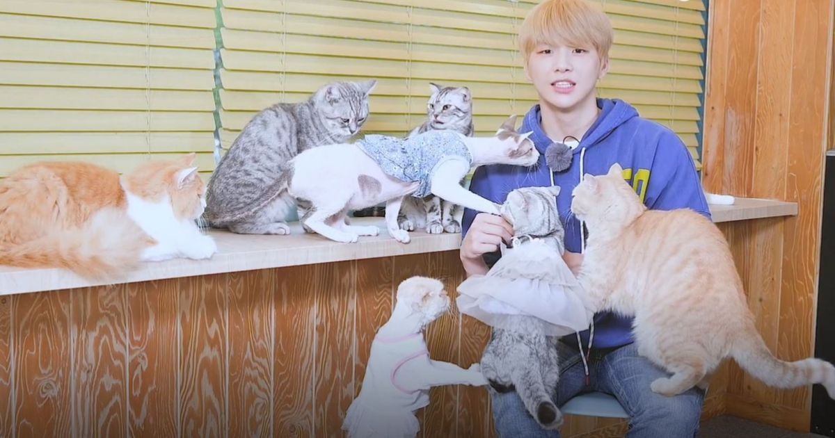 Cats Showcase Their Love And Affection For Kang Daniel