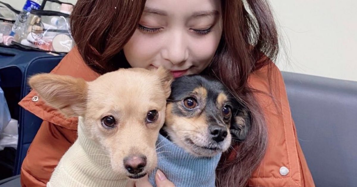 10 Of TWICE Tzuyu's Cutest Pictures With Her Pet Dogs, Butter And Kaya ...