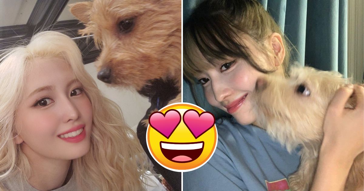 Here Are TWICE Momo's Most Adorable Photos With Her Pet Dogs, Boo And ...
