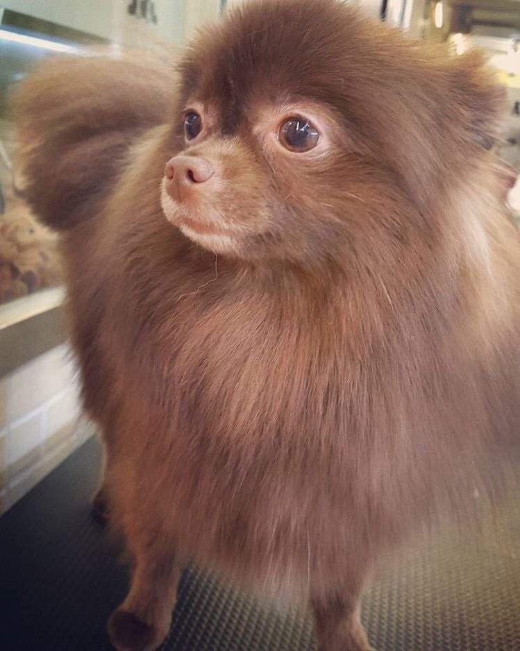 15 Idols Who Love Their Dogs More Than They Love Their Members - Koreaboo