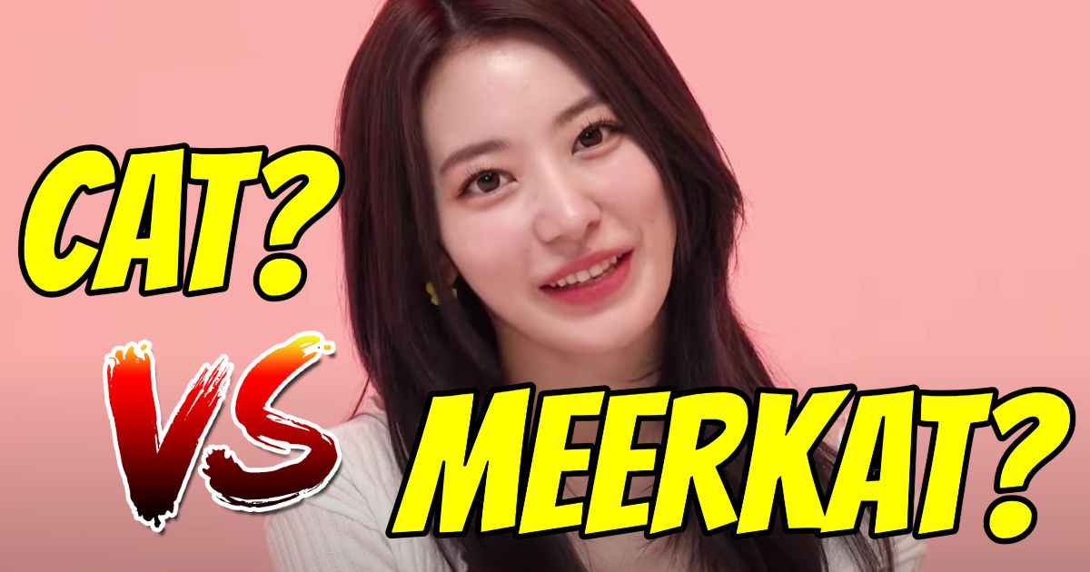 Here Are LE SSERAFIM's Animal MBTI Types - Koreaboo