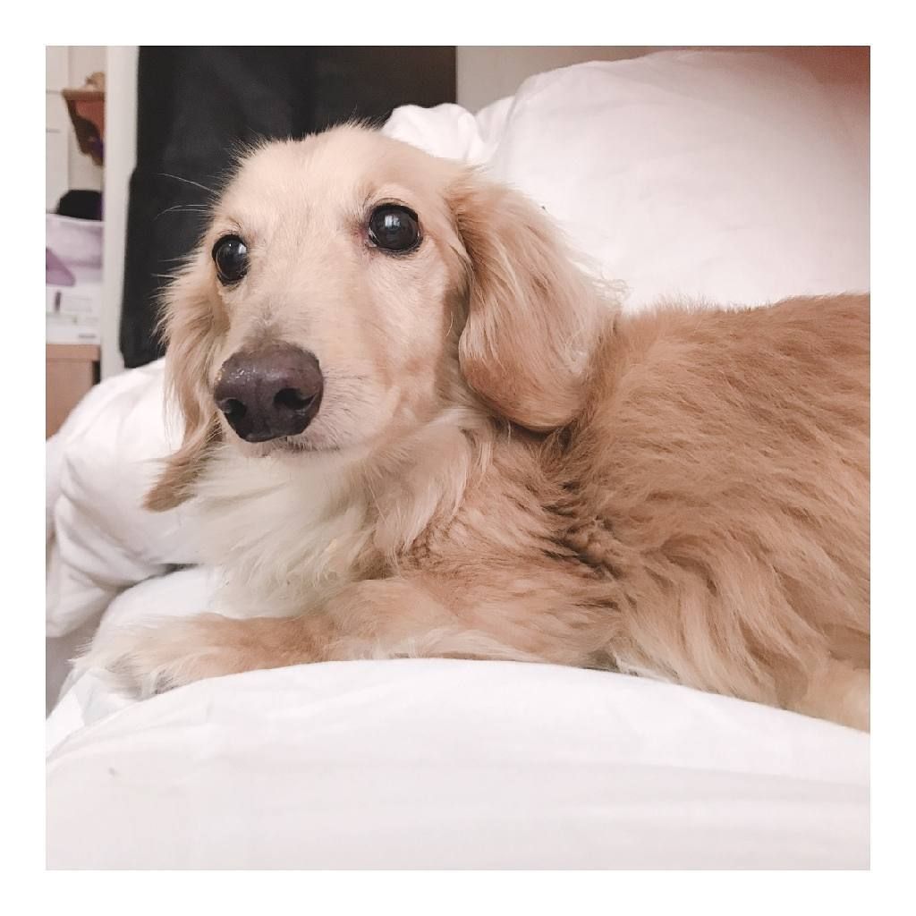 Here Are Several K-Pop Idols and Their Adorable Animal Companions ...