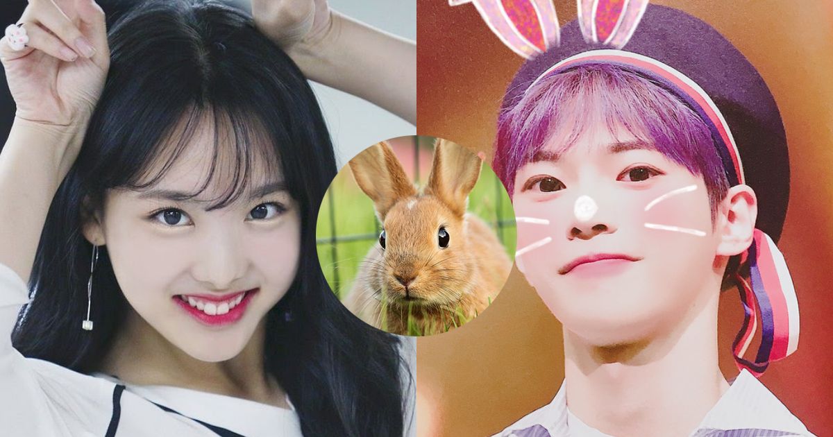 If Nayeon Is A Bunny...This Male Idol Is Definitely A Rabbit