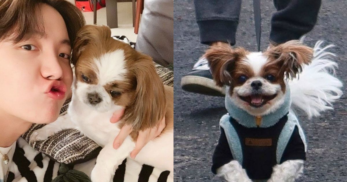 BTS J-Hope’s Puppy Mickey Is Selective When It Comes To Taking Pictures ...