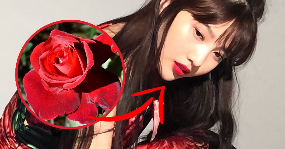 Red Velvet's Joy Titled As A "Living Red Rose" After Her Stunning ...