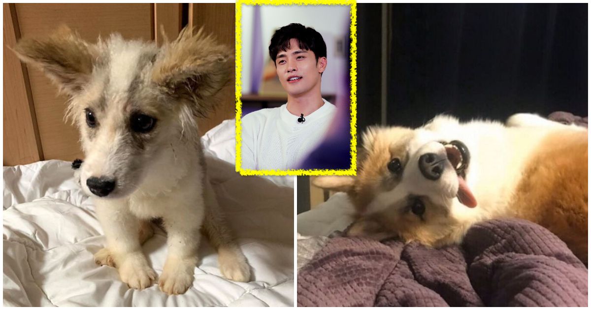 Sung Hoon Completely Transformed an Abandoned Dog With Measles - Koreaboo