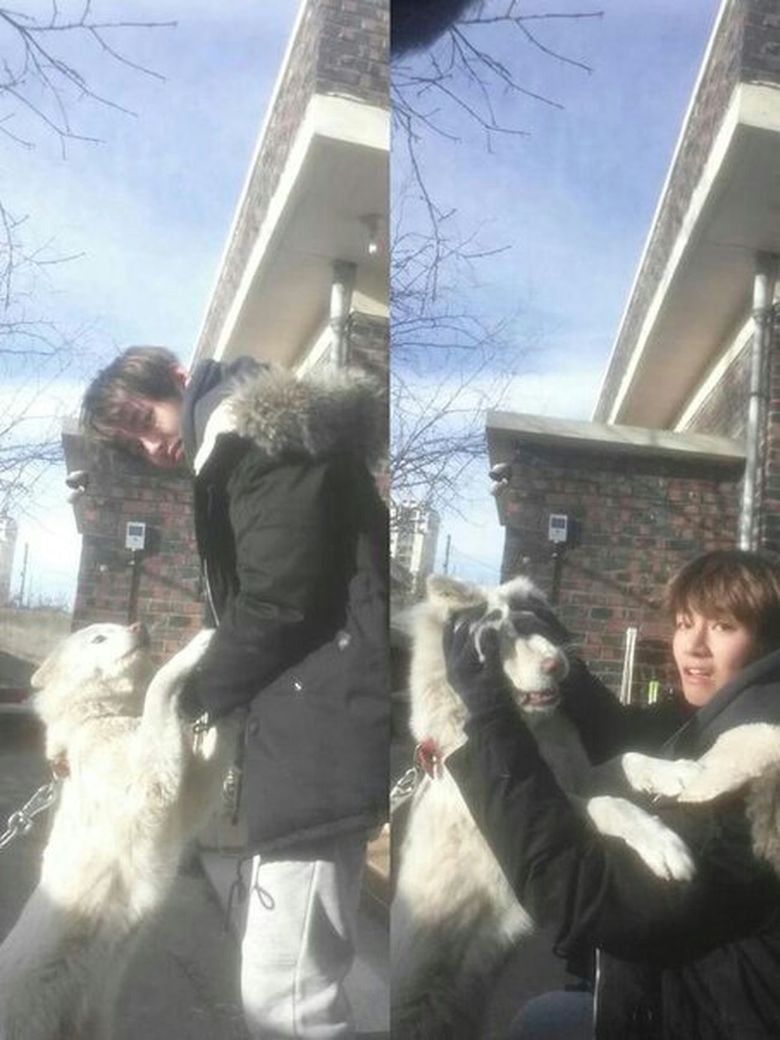 BTS has 8 little furry friends...This is who they are - Koreaboo