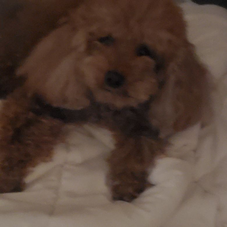 BTS Suga's Dog Holly Is Both A Model And A Mood In Suga's Latest ...