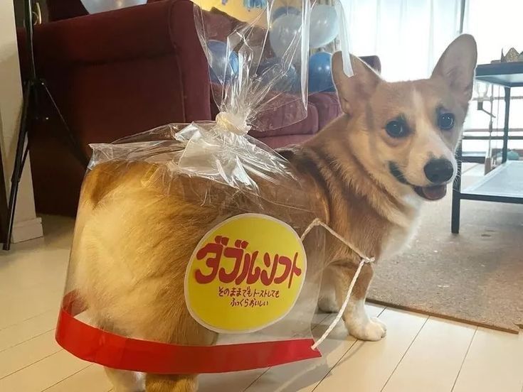 20 Hilarious Japanese "Mundane Halloween" Costumes That Are Going Viral ...