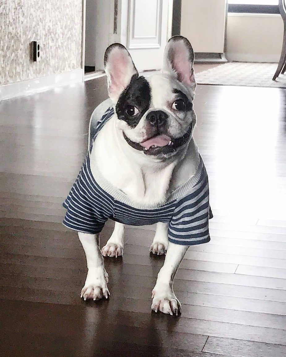 Here’s a photo of the bite wound Siwon's dog made that caused the death ...