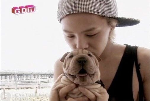 New Updates Of G-Dragon's Dogs Show Gaho's New Home And Jolie's ...