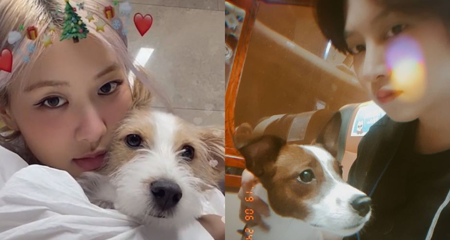 BLACKPINK Rosé's Rescue Dog Hank Steals Hearts On "Knowing Bros" With ...