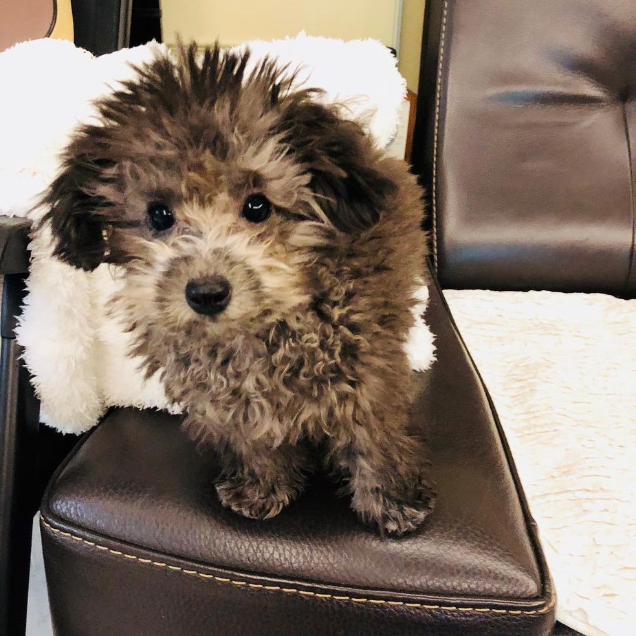16 Pictures Of Taeyeon's ADORABLE Puppy Zero - Koreaboo